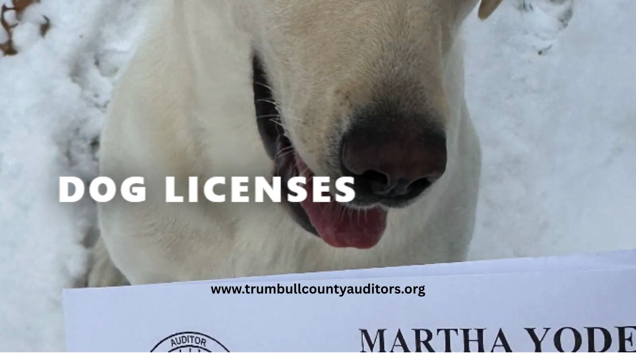 Trumbull County Auditor Dog License 2026